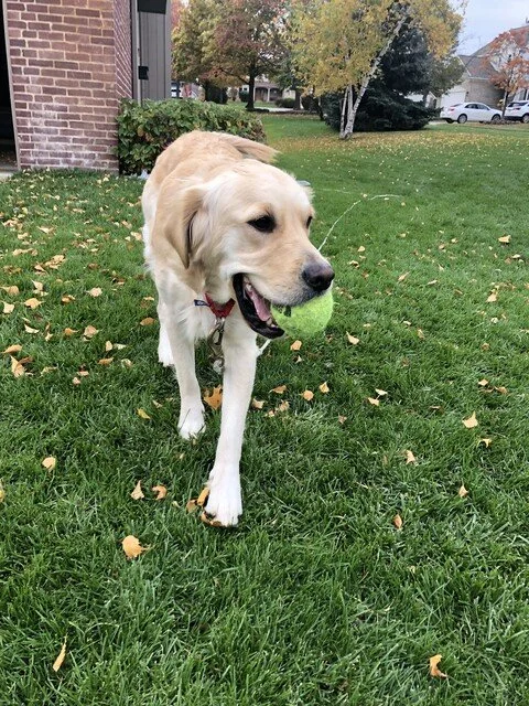 Grace — Golden Retriever Rescue of Michigan