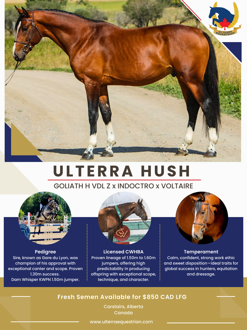 Ulterra Hush | Discover Top Jumping Bloodlines — Ulterra Equestrian