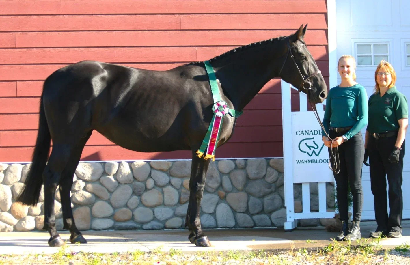 About | Discover Excellence Today — Ulterra Equestrian