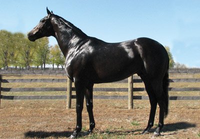 Stallion Reference — Ulterra Equestrian