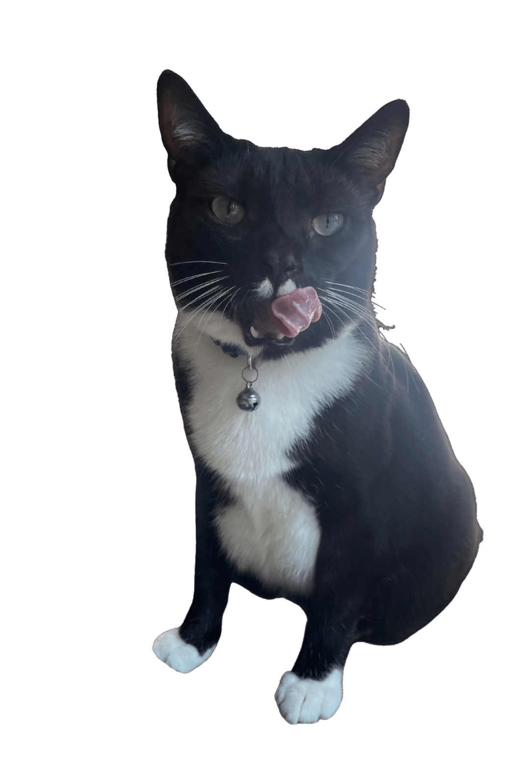 Feline Felons Cat Cafe Events