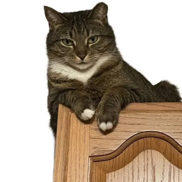 Feline Felons Cat Cafe