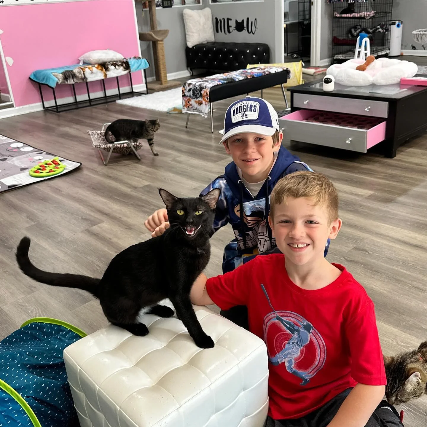 Feline Felons Cat Cafe