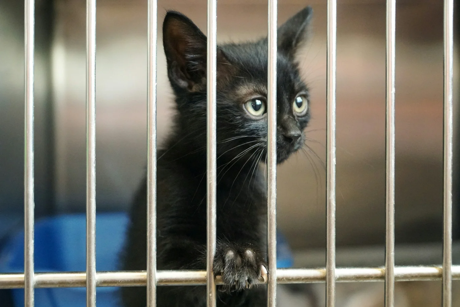 Feline Felons Cat Cafe