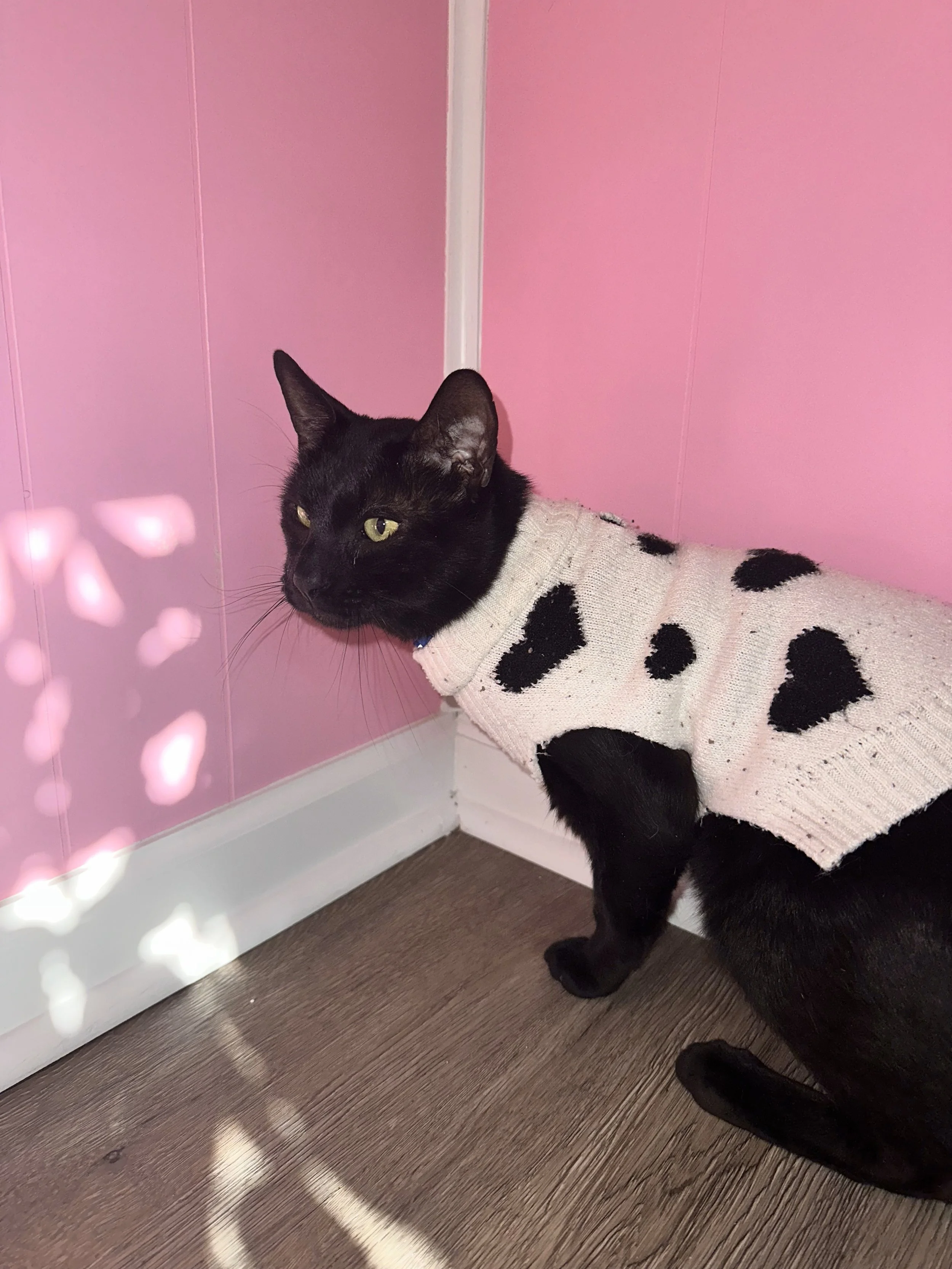 About — Feline Felons Cat Cafe Events