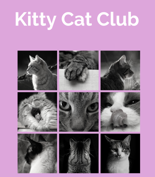 Events — Feline Felons Cat Cafe