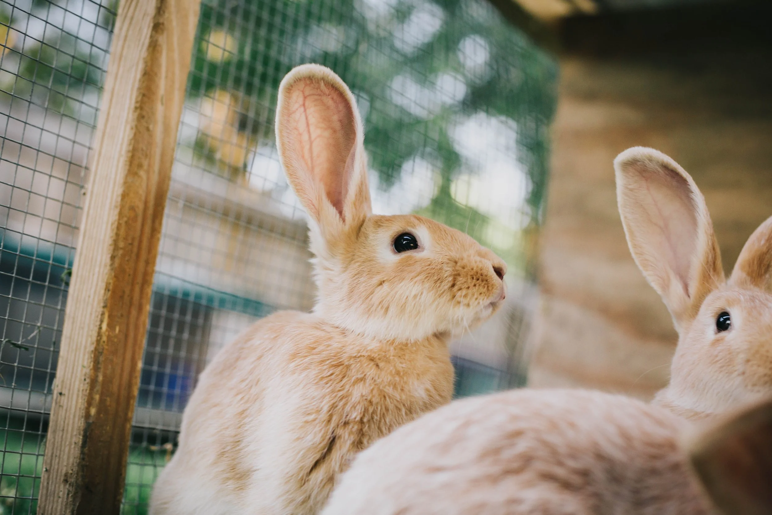 Creme d'Argent Rabbit Federation