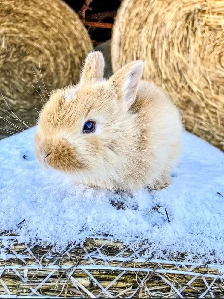 Creme d'Argent Rabbit Federation