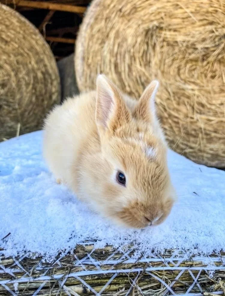 About the Breed — Creme d'Argent Rabbit Federation