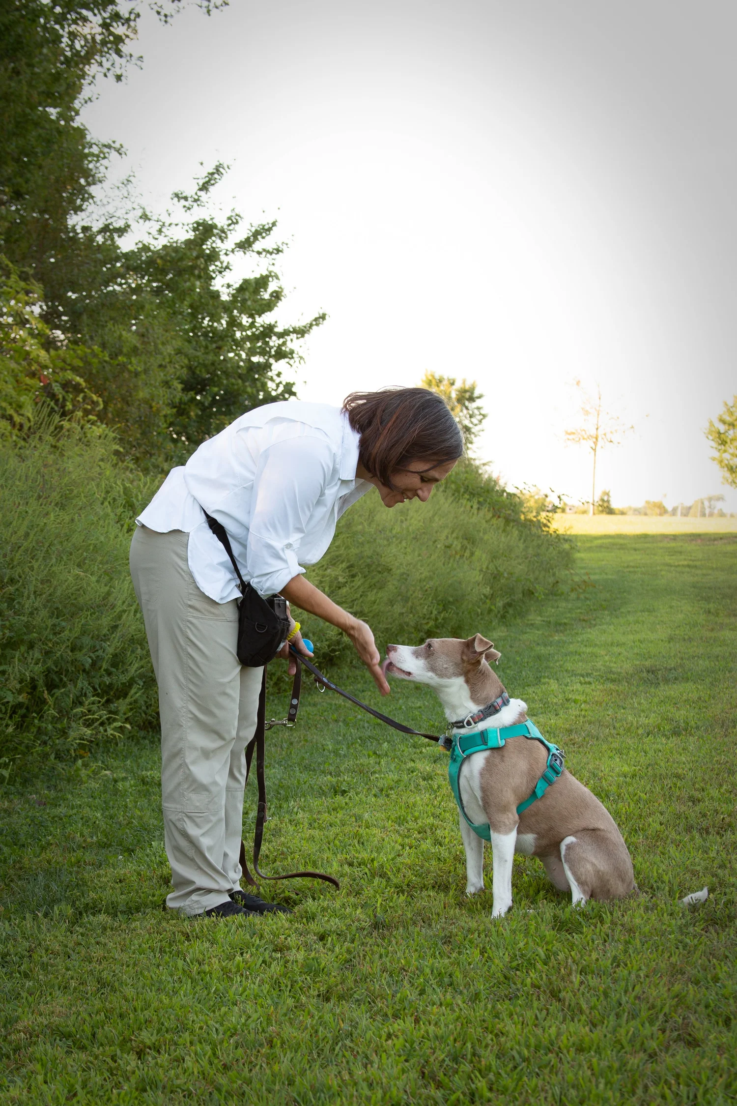 Plum Point Pooch LLC | Train Your Dog