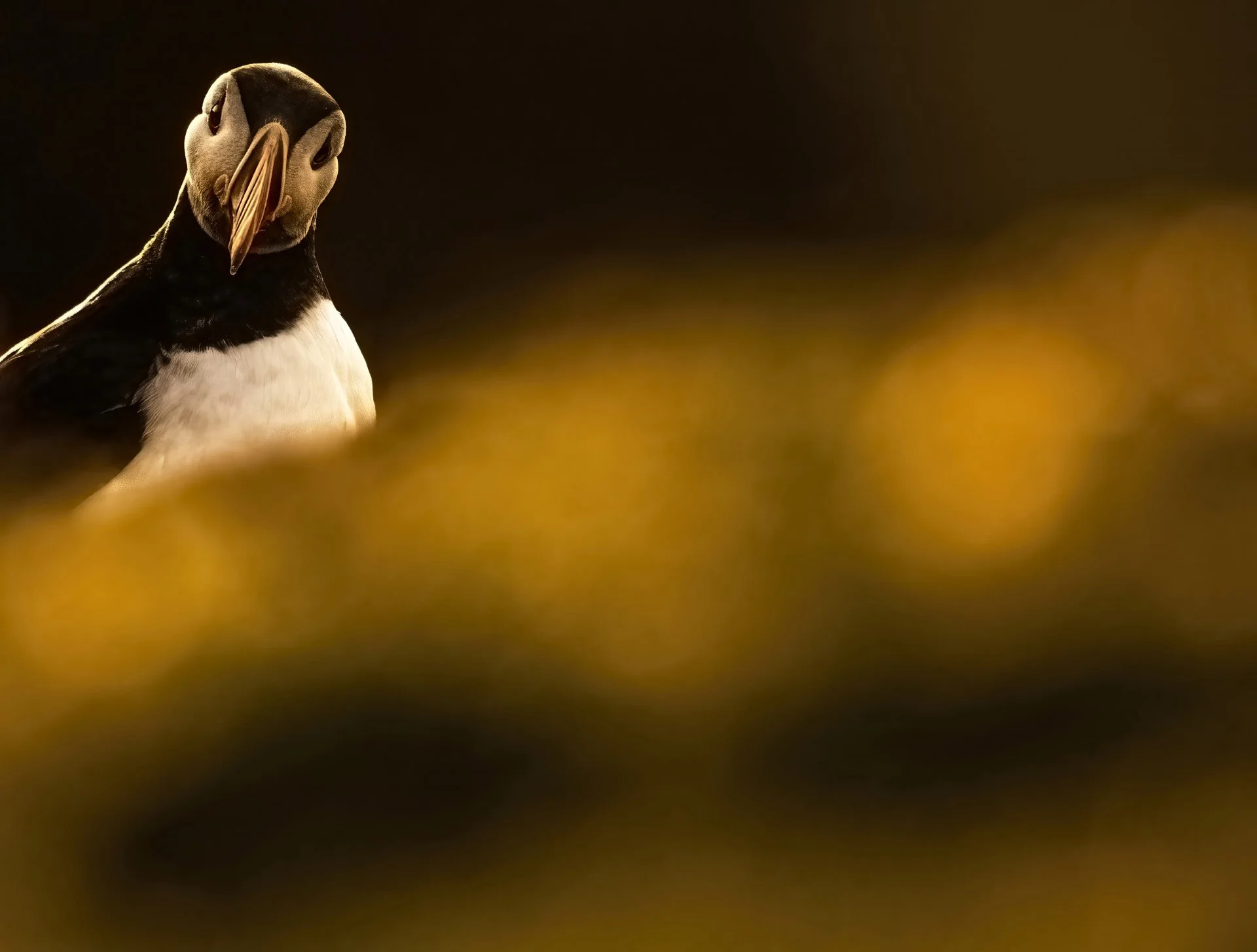 Worldwide: Wildlife Photography Tours — Kevin Morgans Wildlife Photography