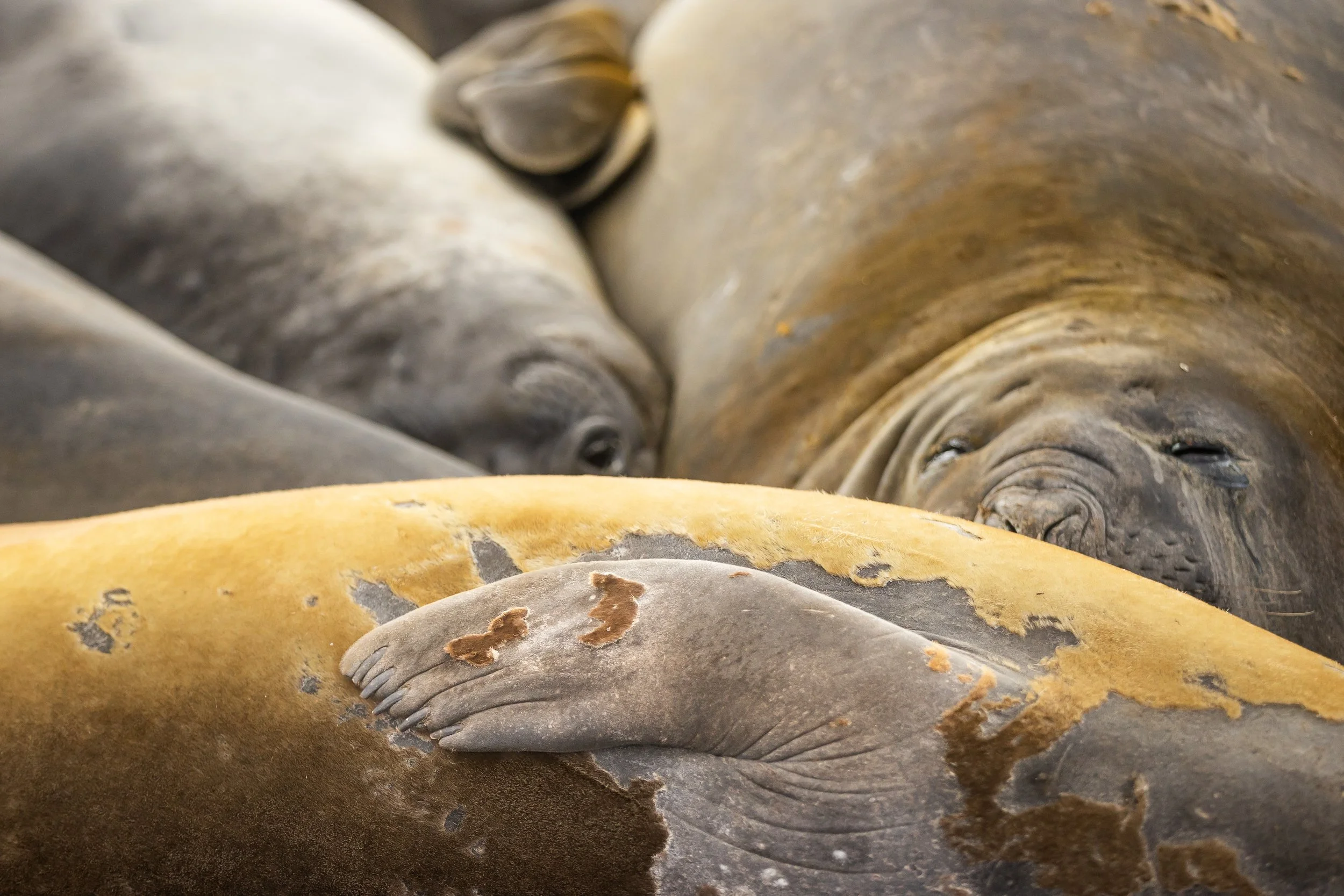 Worldwide: Wildlife Photography Tours — Kevin Morgans Wildlife Photography