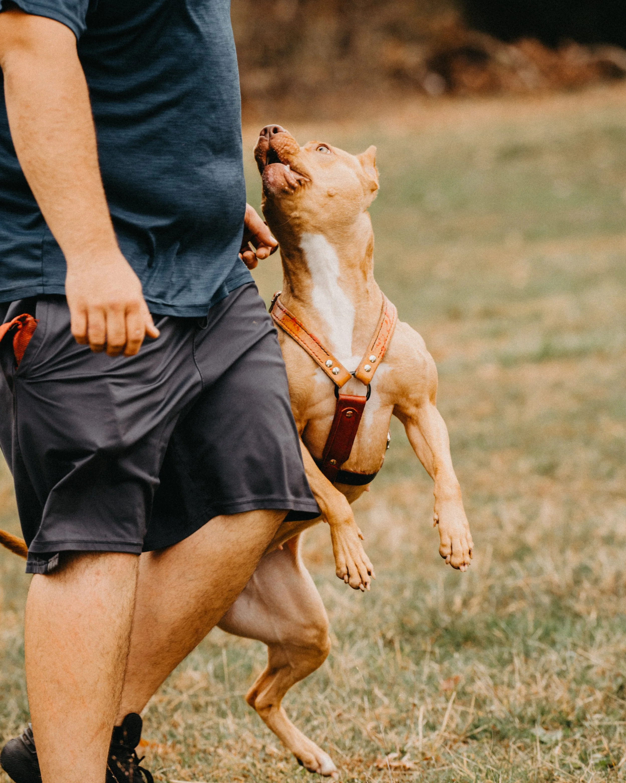 About — Genetic K9