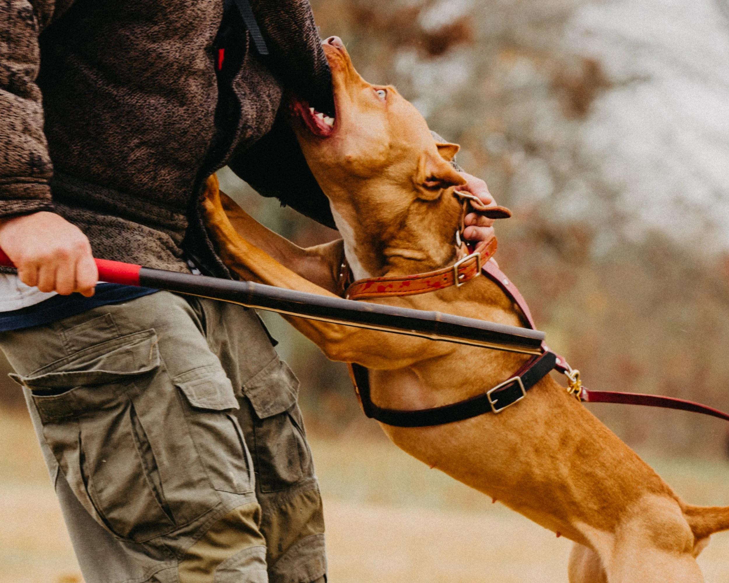 About — Genetic K9