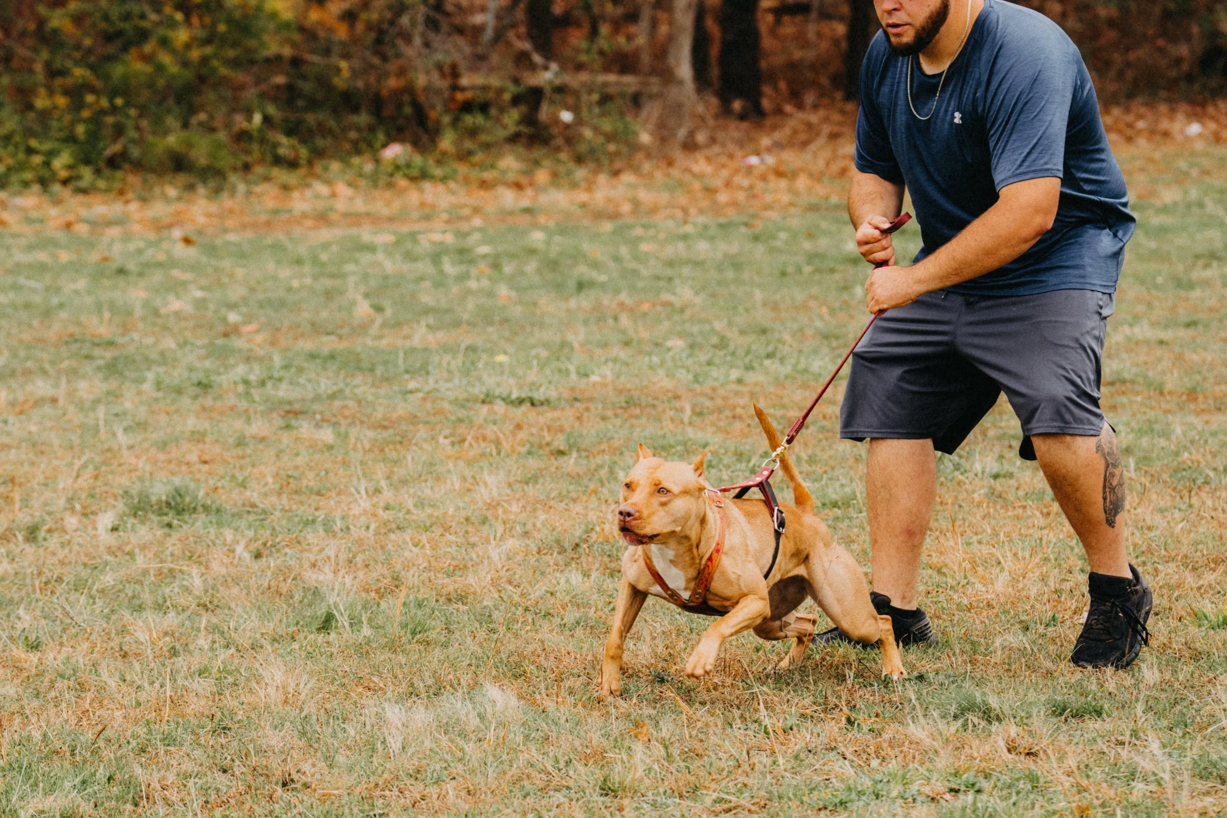 About — Genetic K9