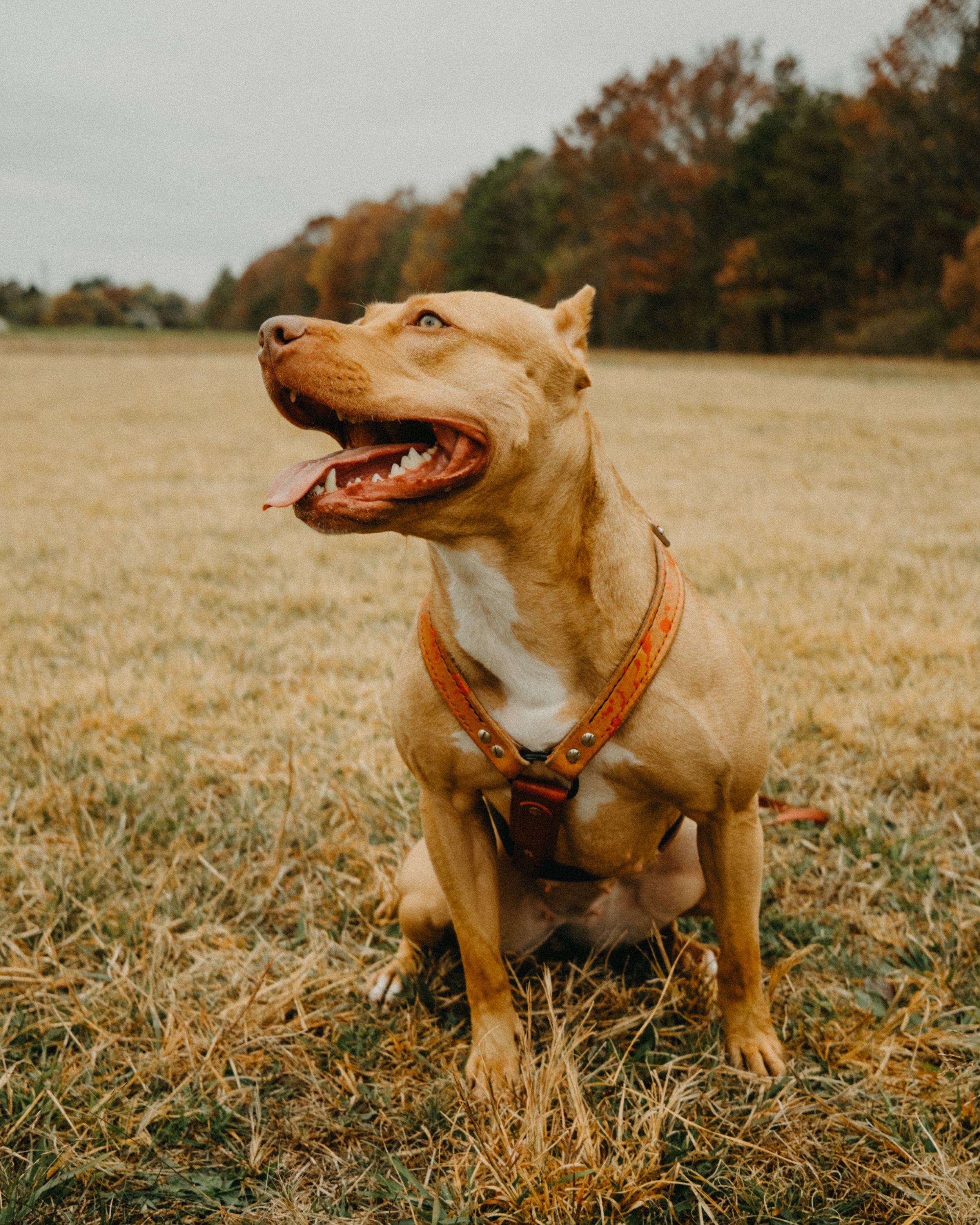 About — Genetic K9