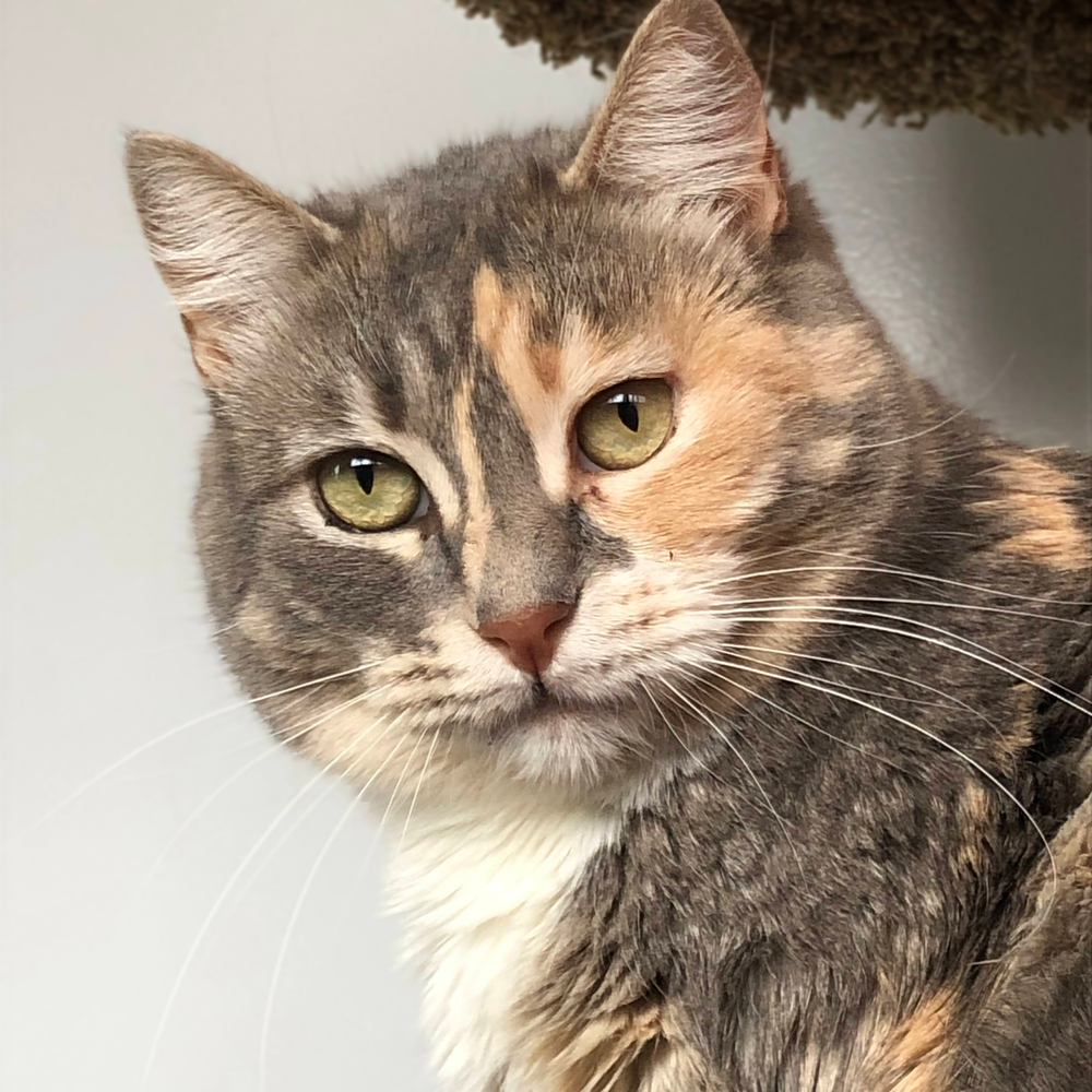 Adopt — Pet Haven Cat Adoption Center