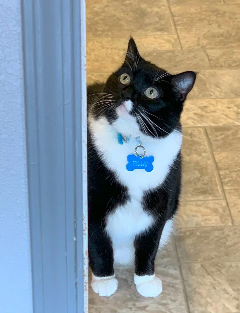 Adopt — Pet Haven Cat Adoption Center