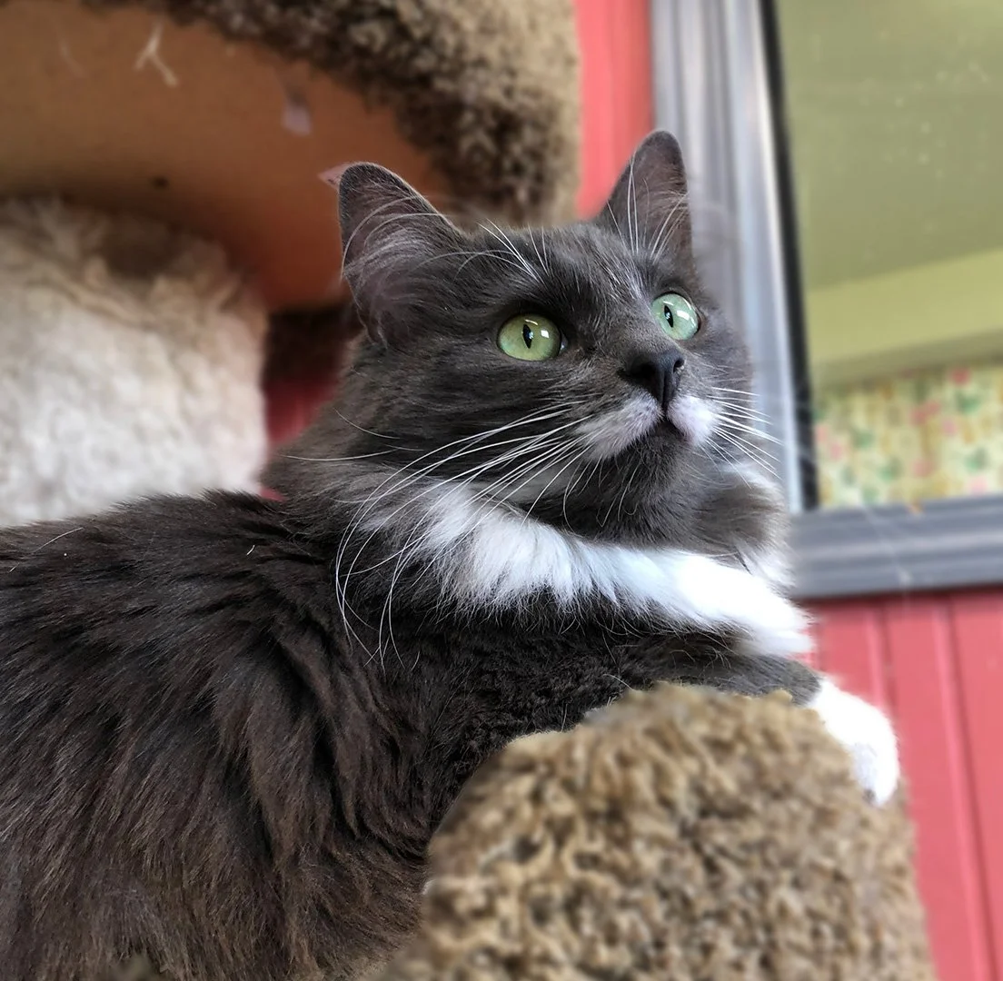 Adopt — Pet Haven Cat Adoption Center