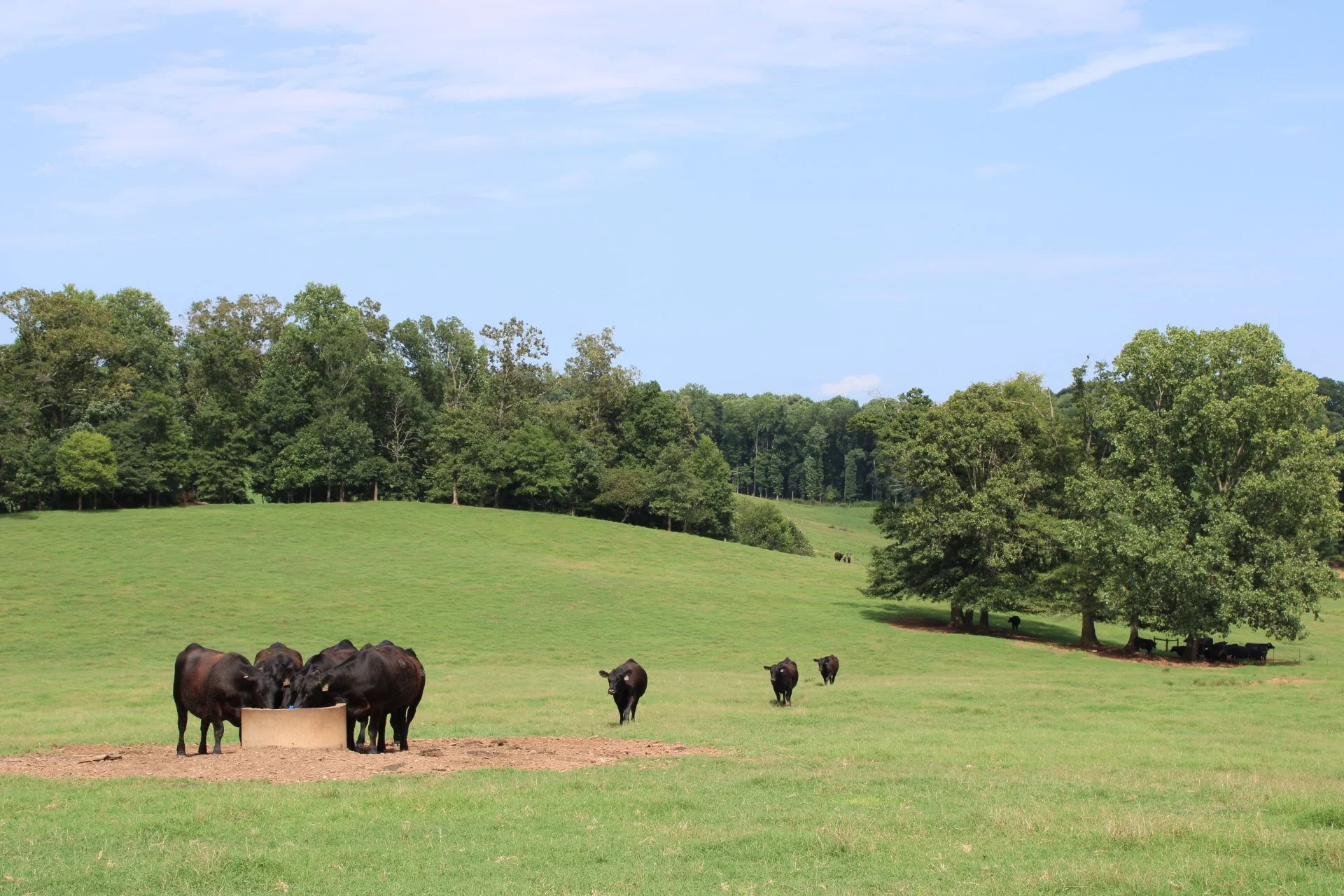 Potts Family Meats | Locally Grown Premium Meats | Jefferson, GA