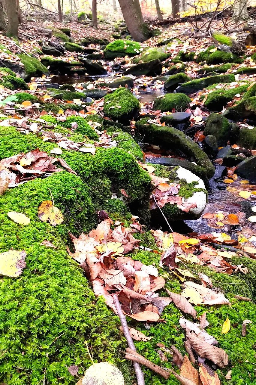 Barefoot on a Gravel Path — Diane Pienta - Be The Magic