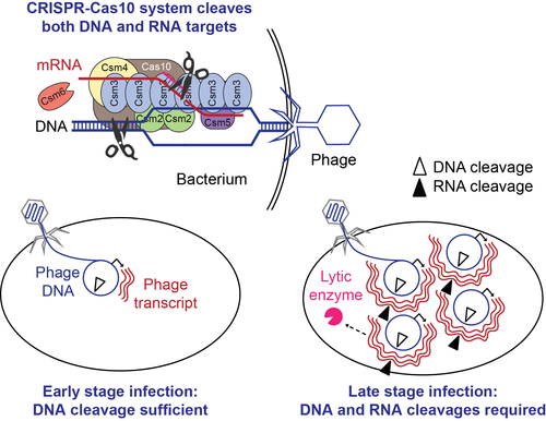 Publications — Wenyan Jiang Lab @ Mount Sinai