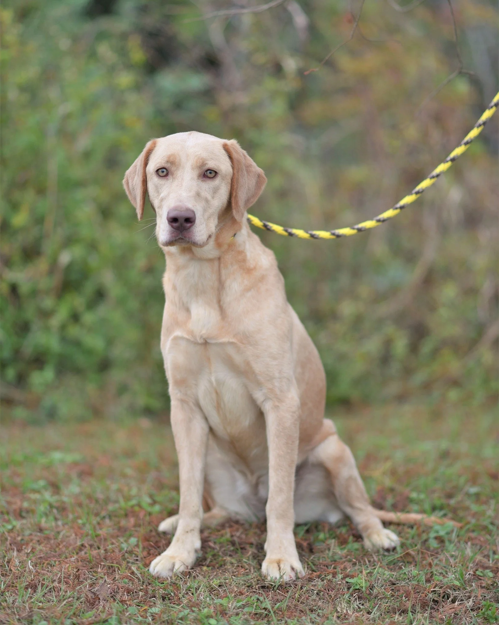 Contact Us — Humane Society of South Mississippi