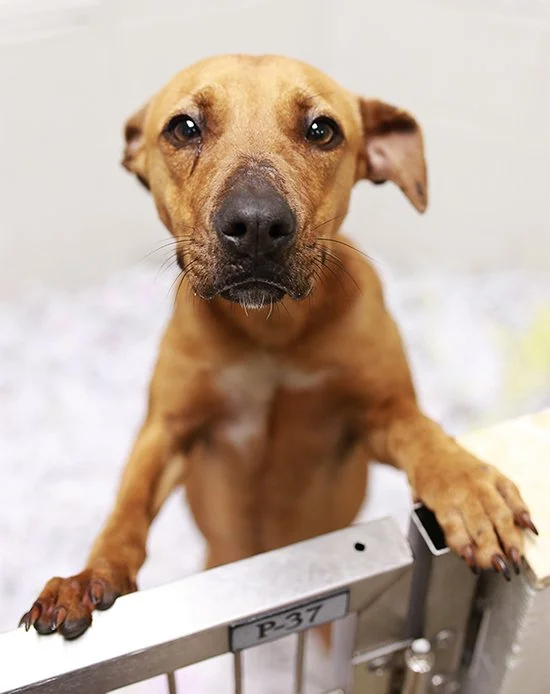 Humane Society of South Mississippi