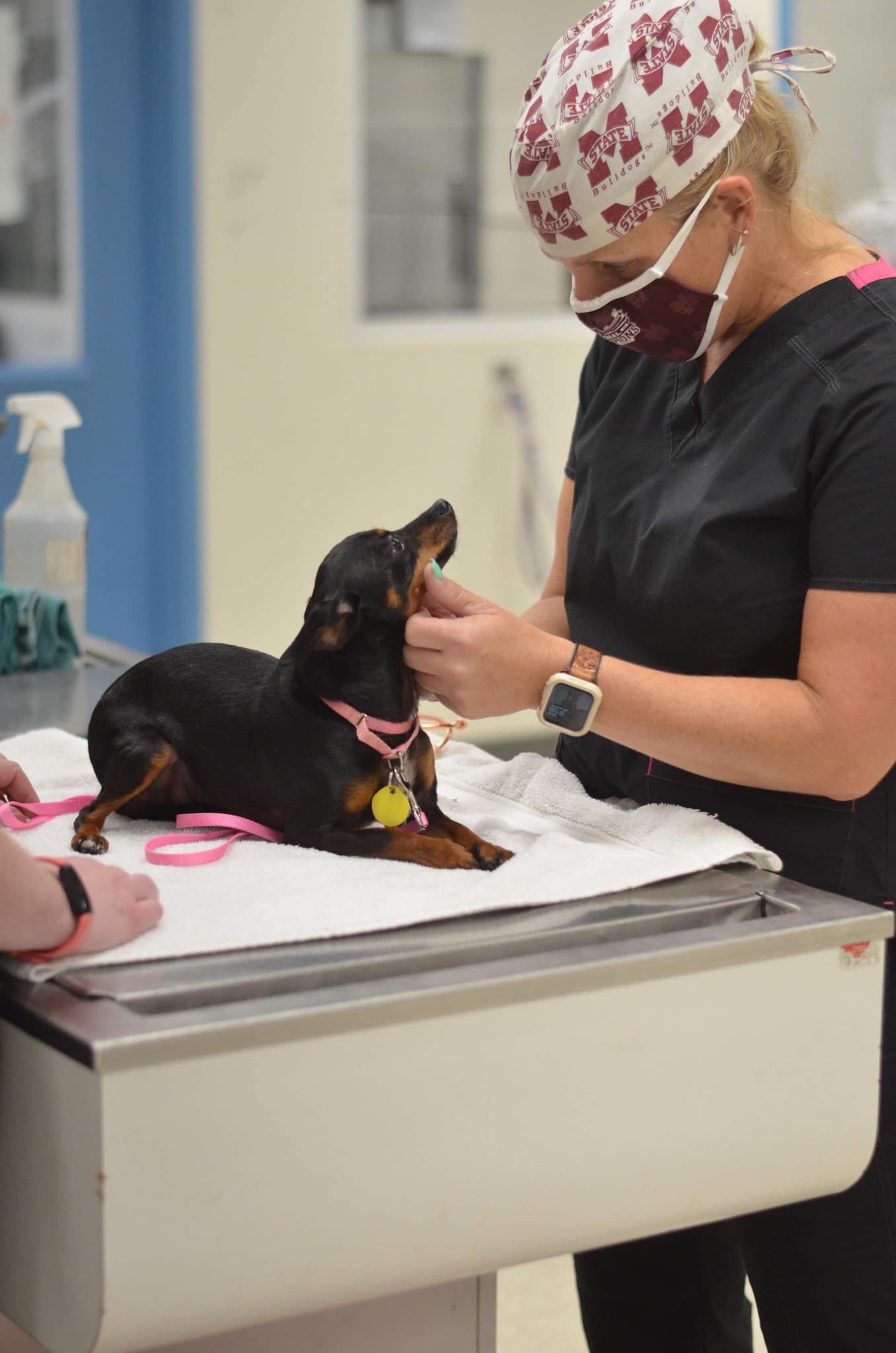 Wellness Services — Humane Society of South Mississippi