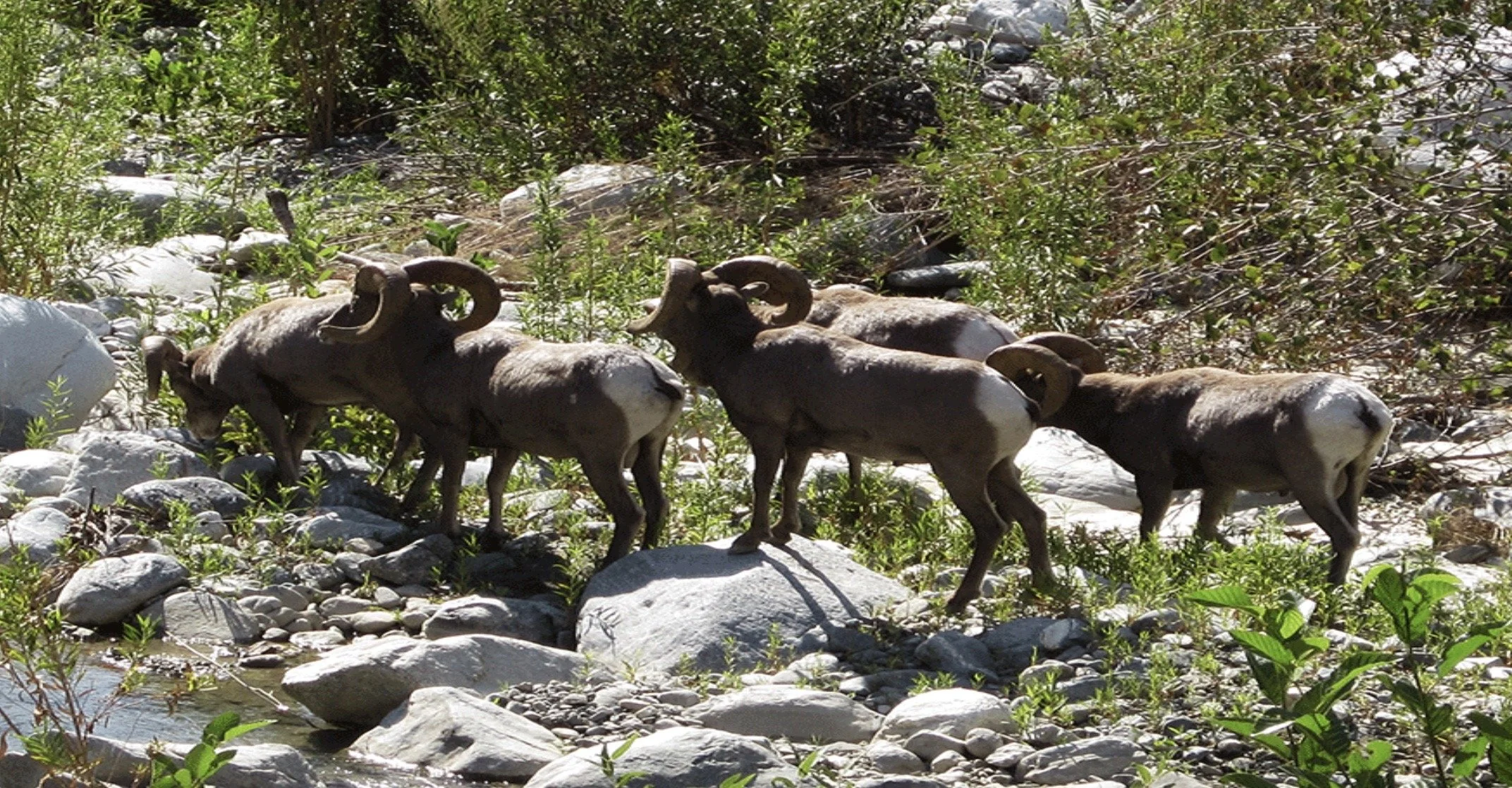 Big Horn Sheep Survey — Fisheries Resource Volunteer Corps