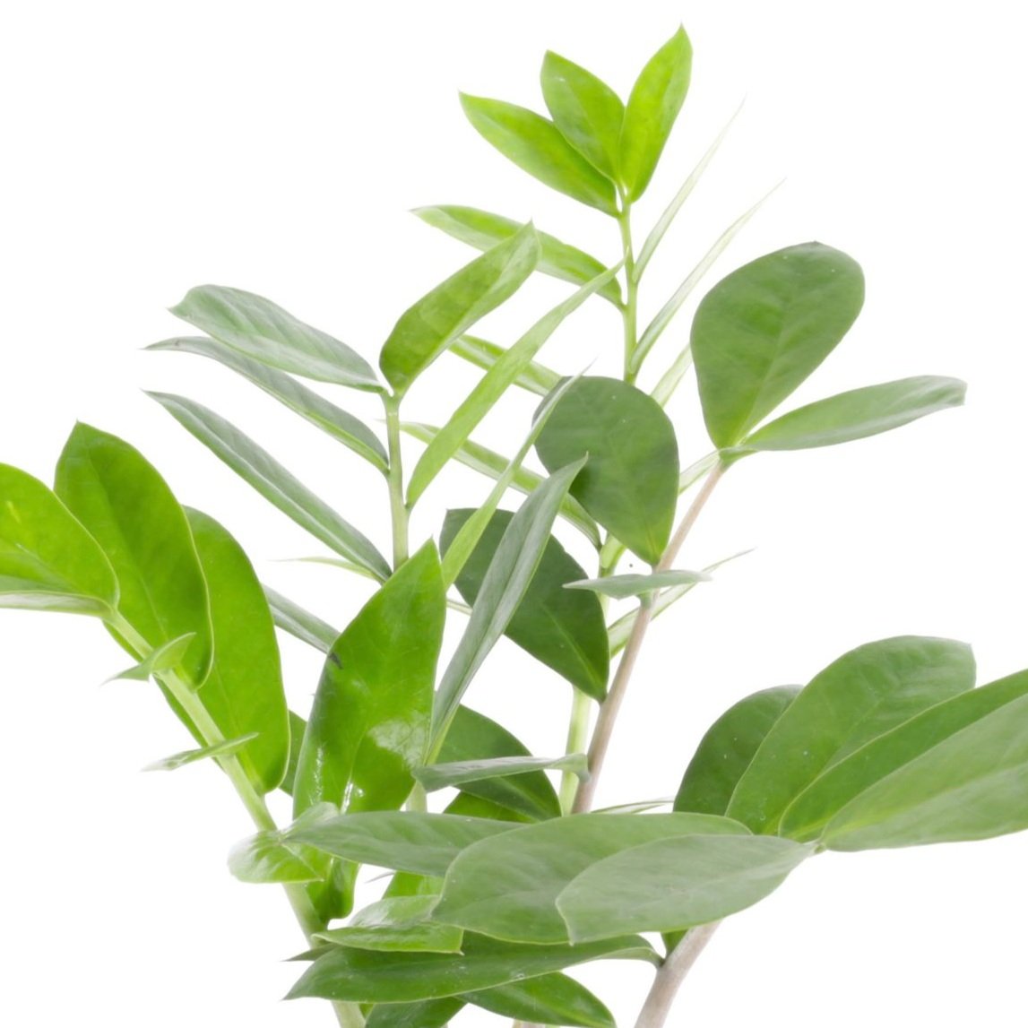 Our Plants — Kawahara Nurseries
