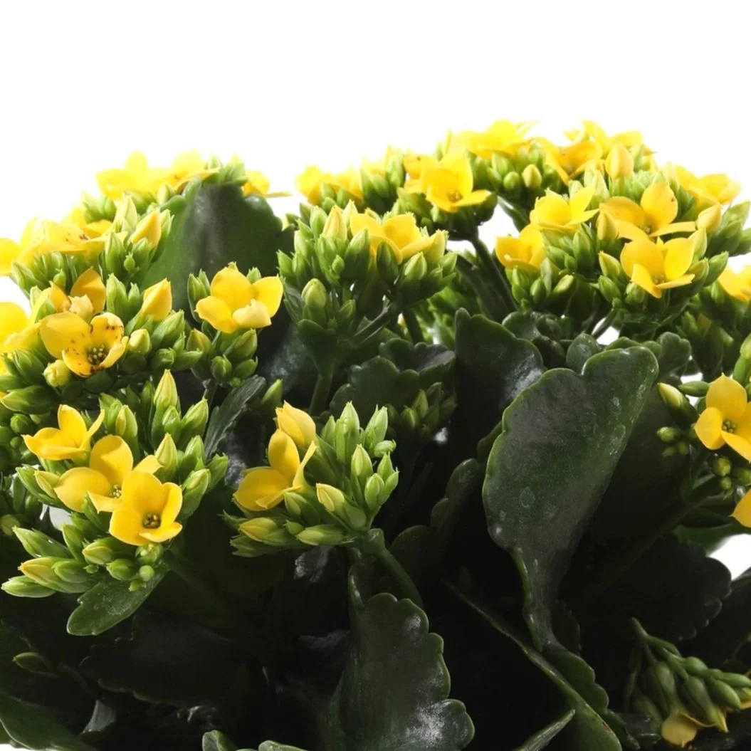 Kalanchoe — Kawahara Nurseries