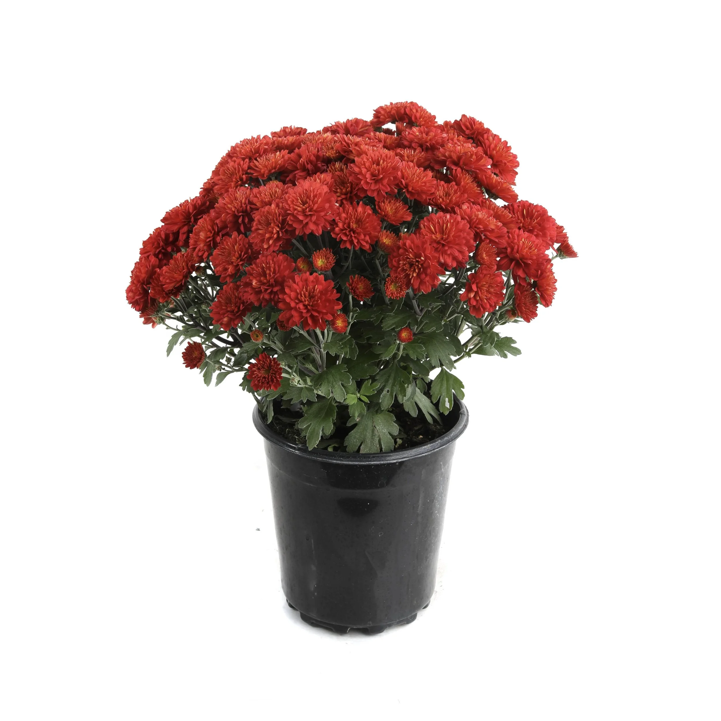 Belgian Mum — Kawahara Nurseries