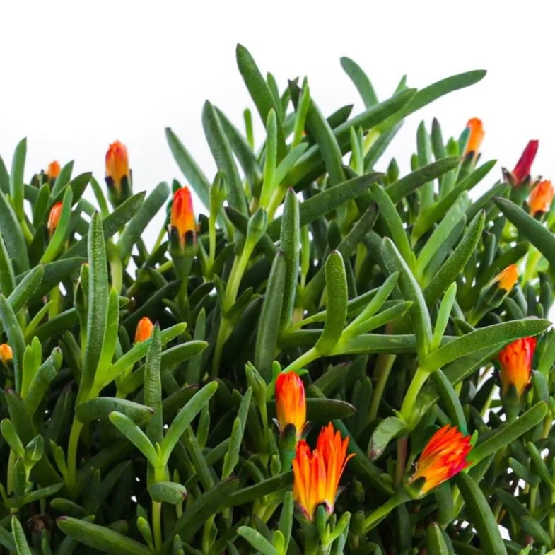 Ice Plant — Kawahara Nurseries
