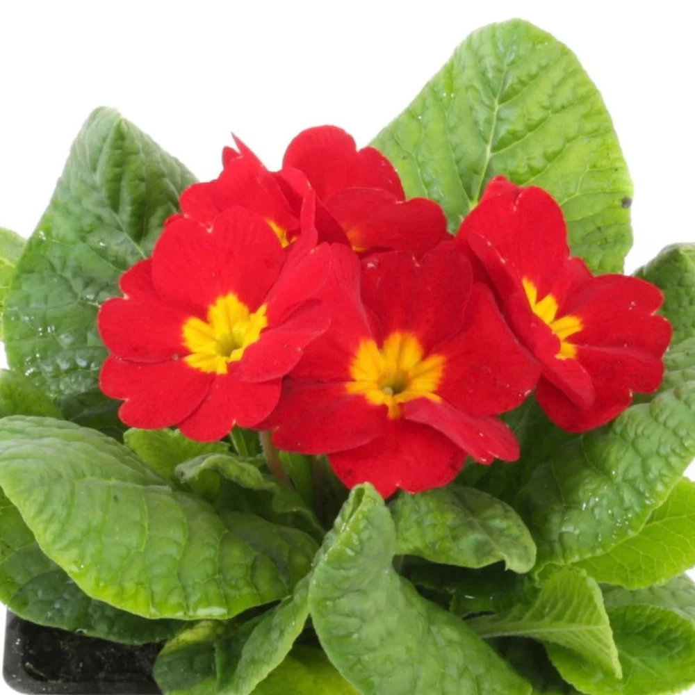 Primrose — Kawahara Nurseries