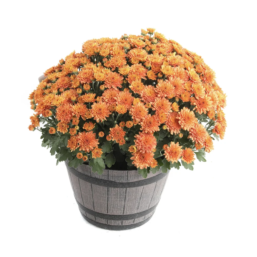 Pot Mum — Kawahara Nurseries