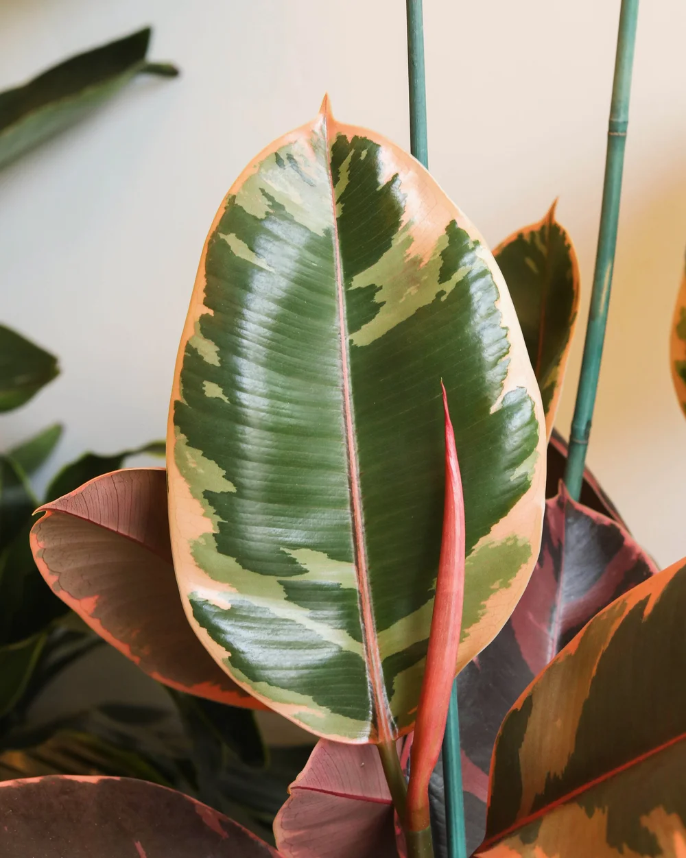 Ficus — Kawahara Nurseries