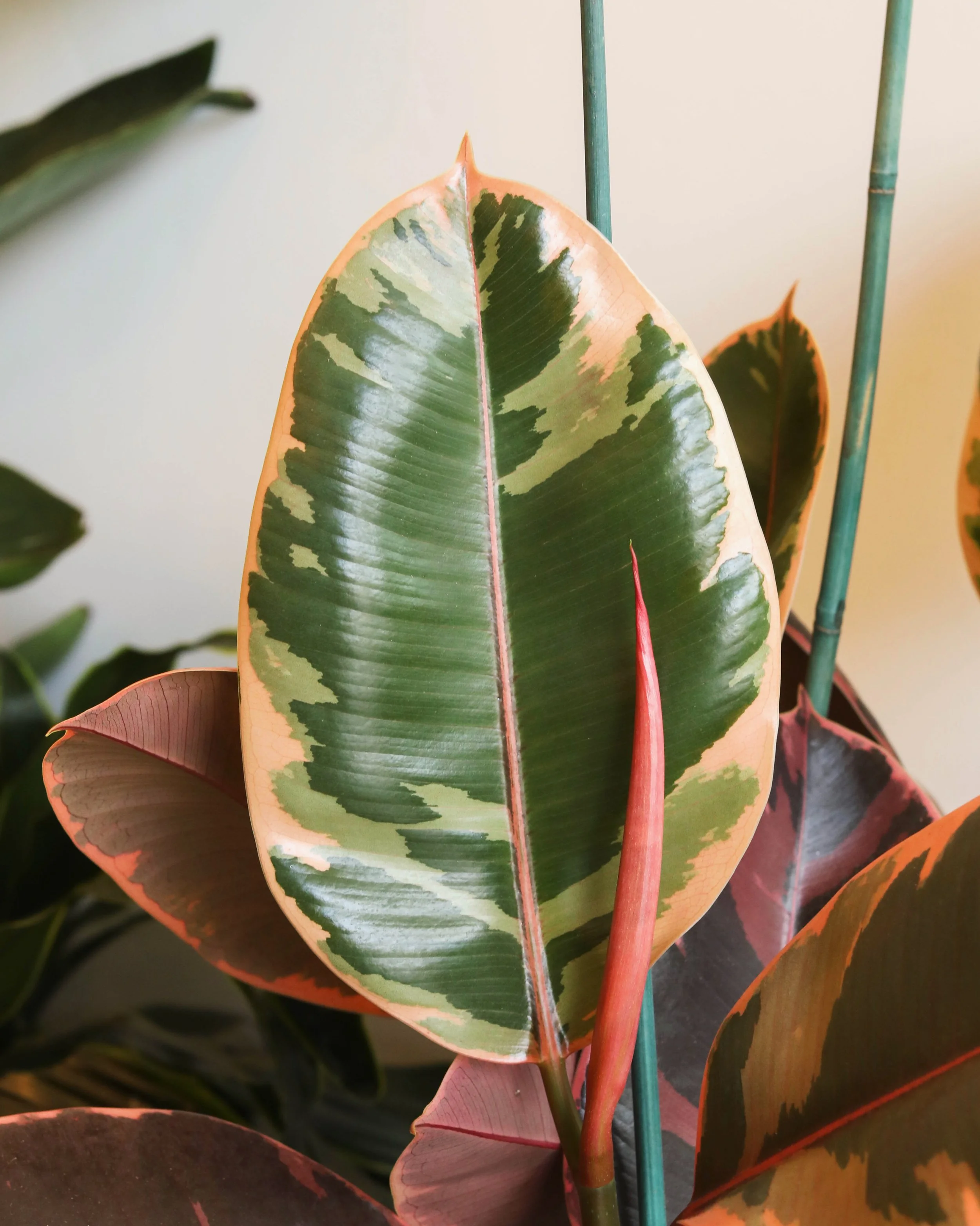 Ficus — Kawahara Nurseries