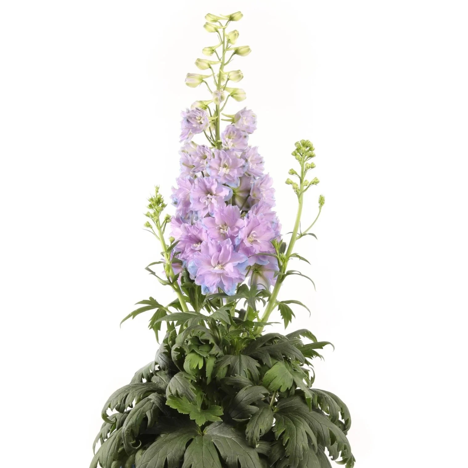 Delphinium — Kawahara Nurseries