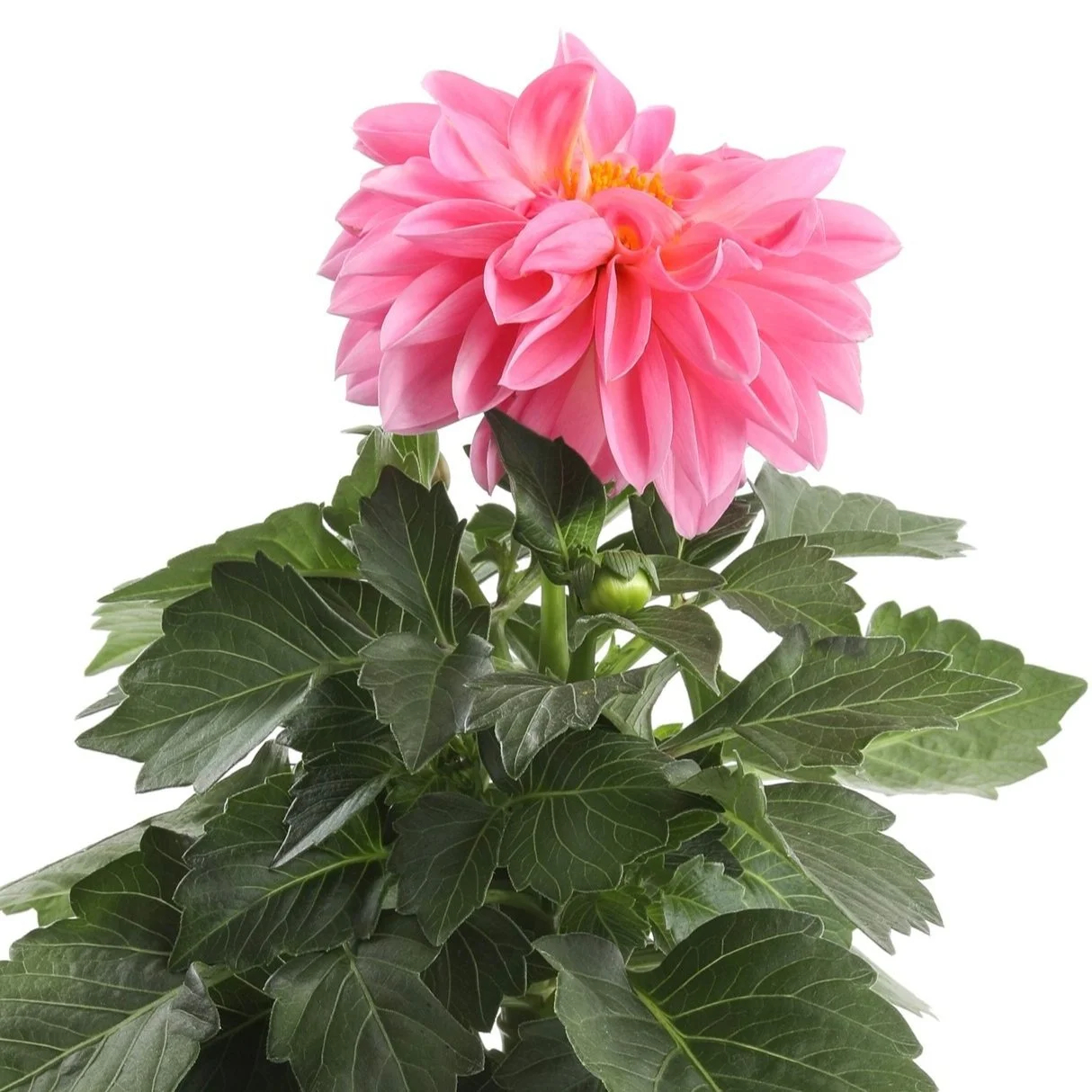 Dahlia — Kawahara Nurseries