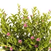 Cuphea — Kawahara Nurseries