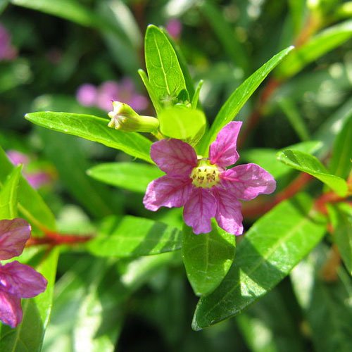 Cuphea — Kawahara Nurseries