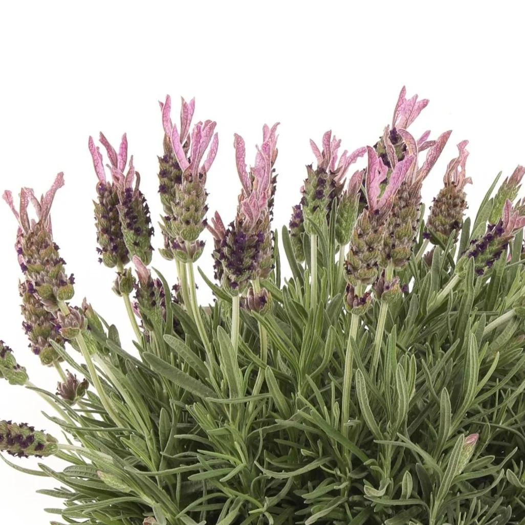 Lavender — Kawahara Nurseries