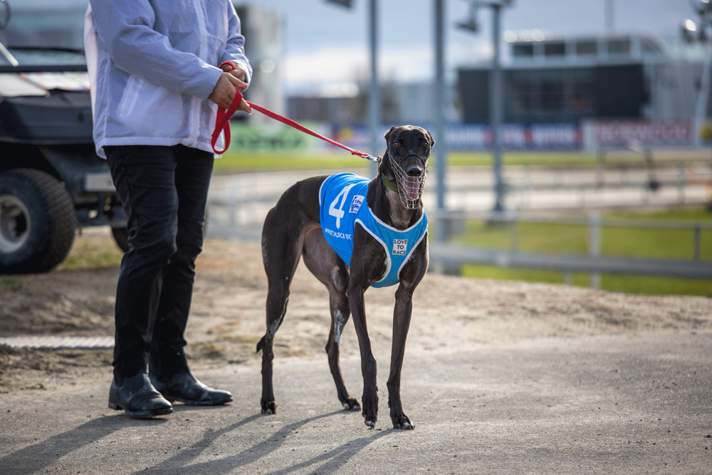 History of the Greyhound — Great Mates Rehoming Programme