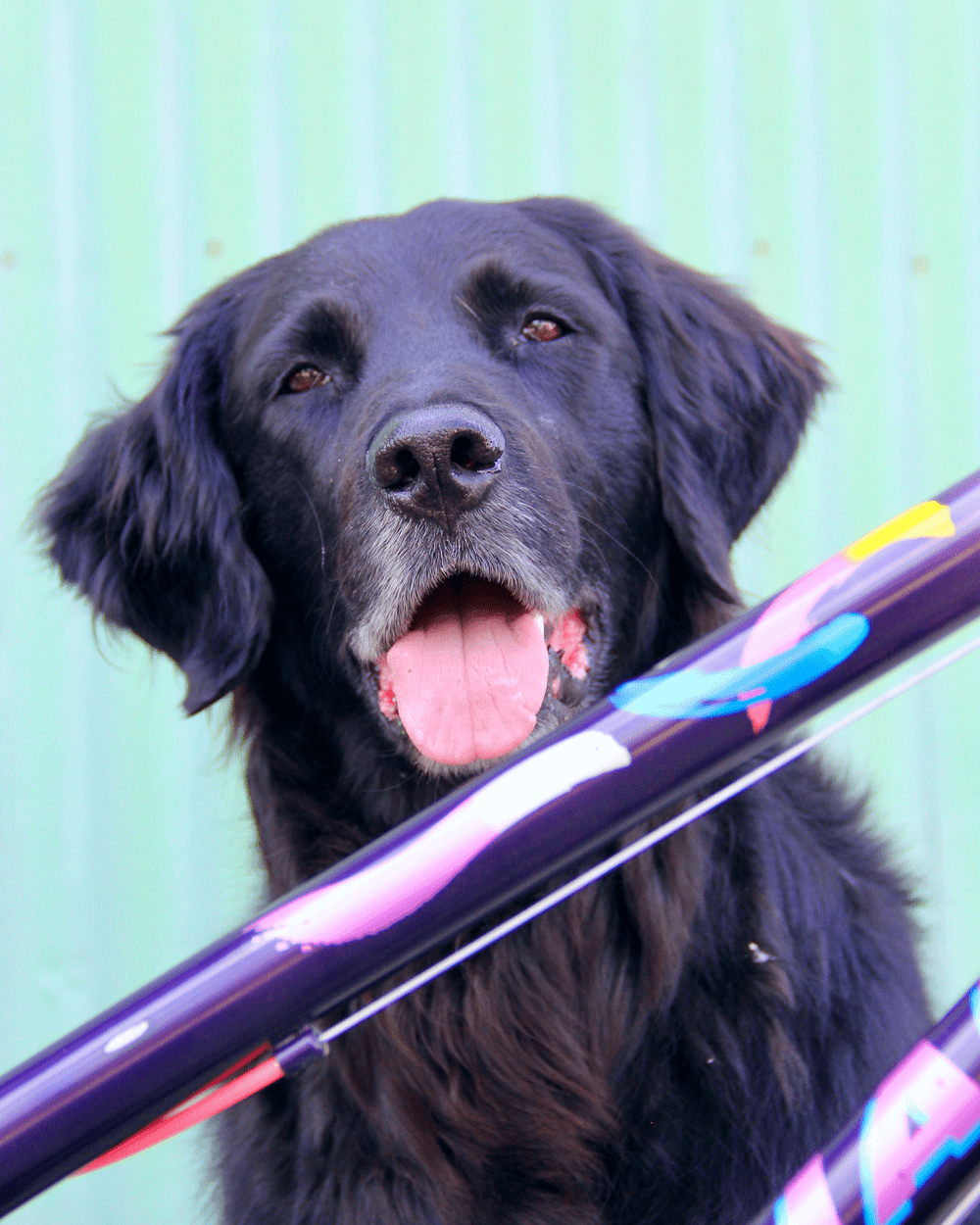 Giant Coldrock step-through (1991) — The Upcyclist