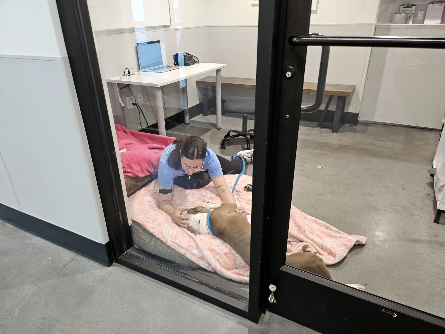 Burnout and Compassion Fatigue in Animal Shelters — Shelter Behavior ...