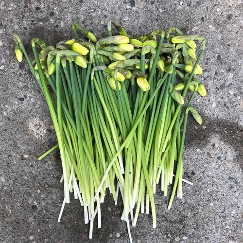 How to Grow Daffodils (Narcissus) for a Beautiful, Low-Maintenance ...