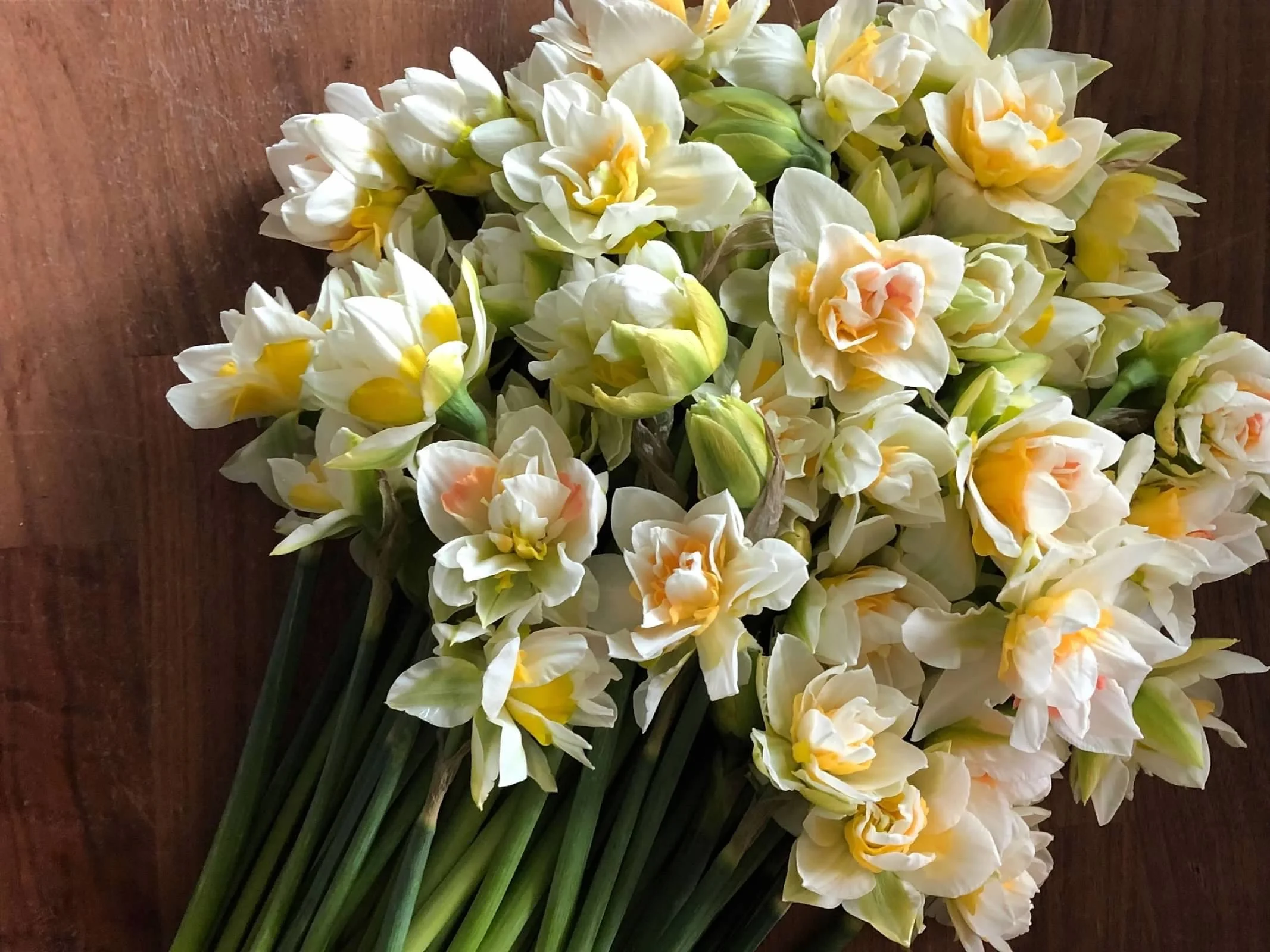 How to Grow Daffodils (Narcissus) for a Beautiful, Low-Maintenance ...