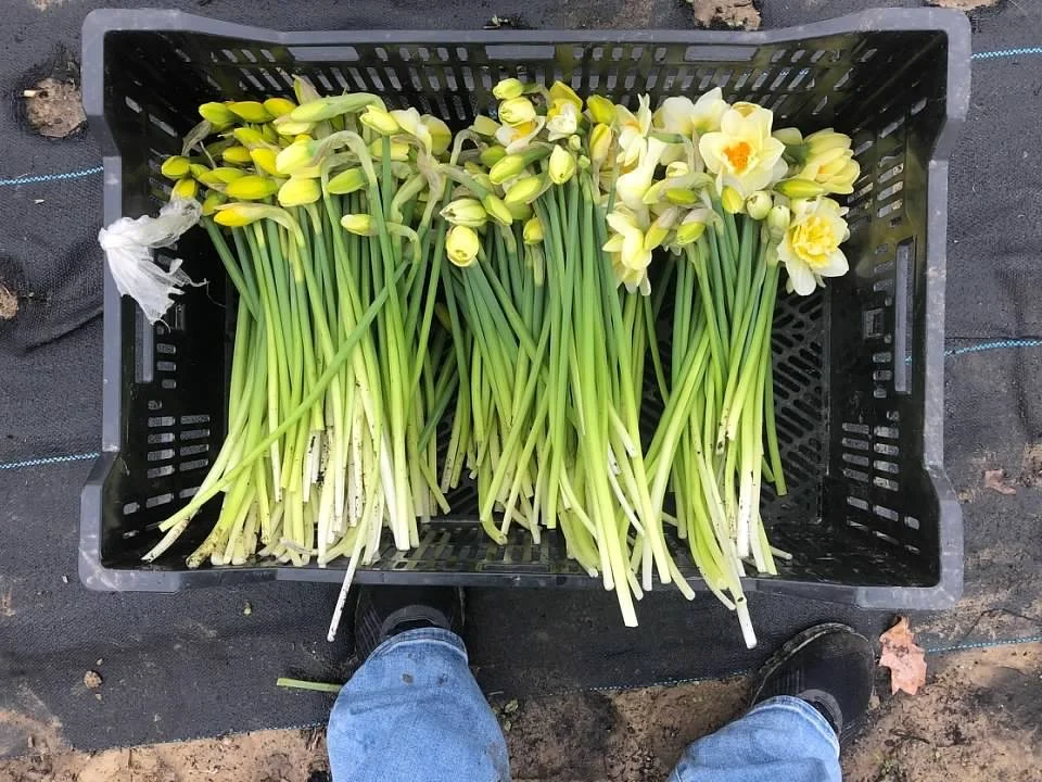 How to Grow Daffodils (Narcissus) for a Beautiful, Low-Maintenance ...