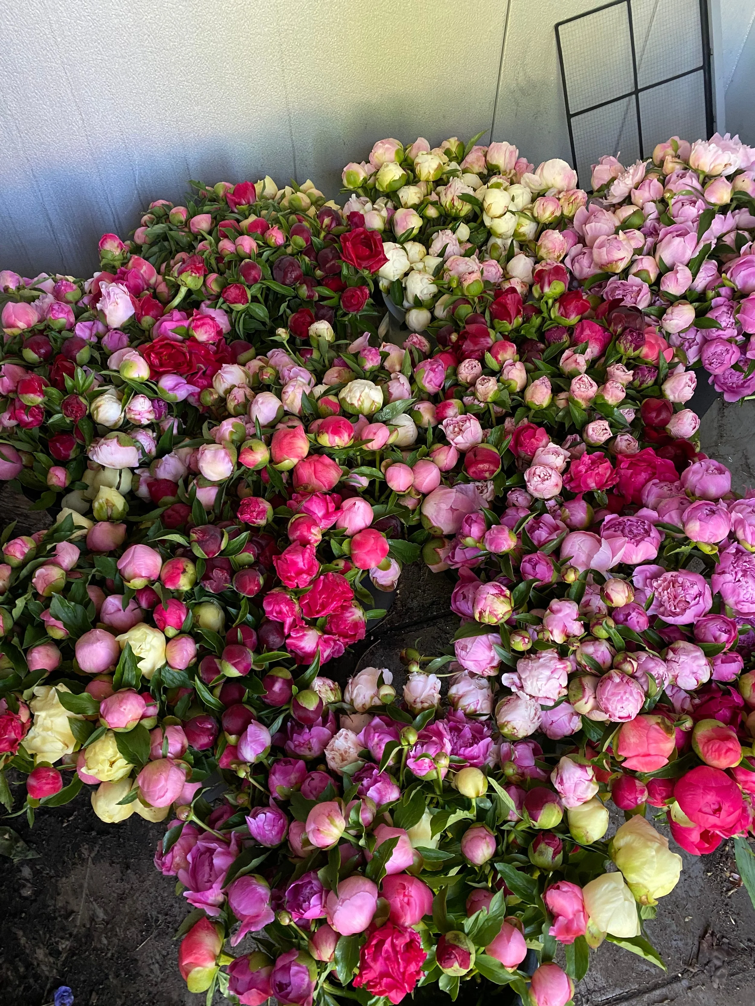 How to Grow Peonies on Your Flower Farm — Lynsey Taulbee